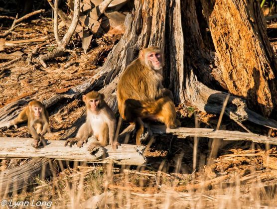 On this Beaufort island, only monkeys are allowed to hang out - Explore ...
