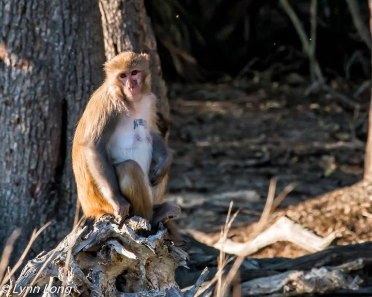 On this Beaufort island, only monkeys are allowed to hang out - Explore ...