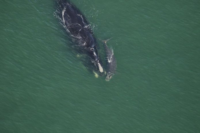 Four right whales spotted along coast - Explore Beaufort SC