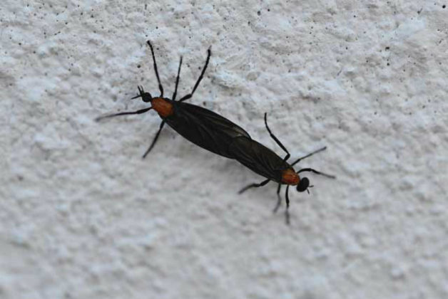 11 Things you might not know about lovebugs - Explore Beaufort SC