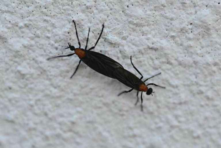 11 Things you might not know about lovebugs - Explore Beaufort SC